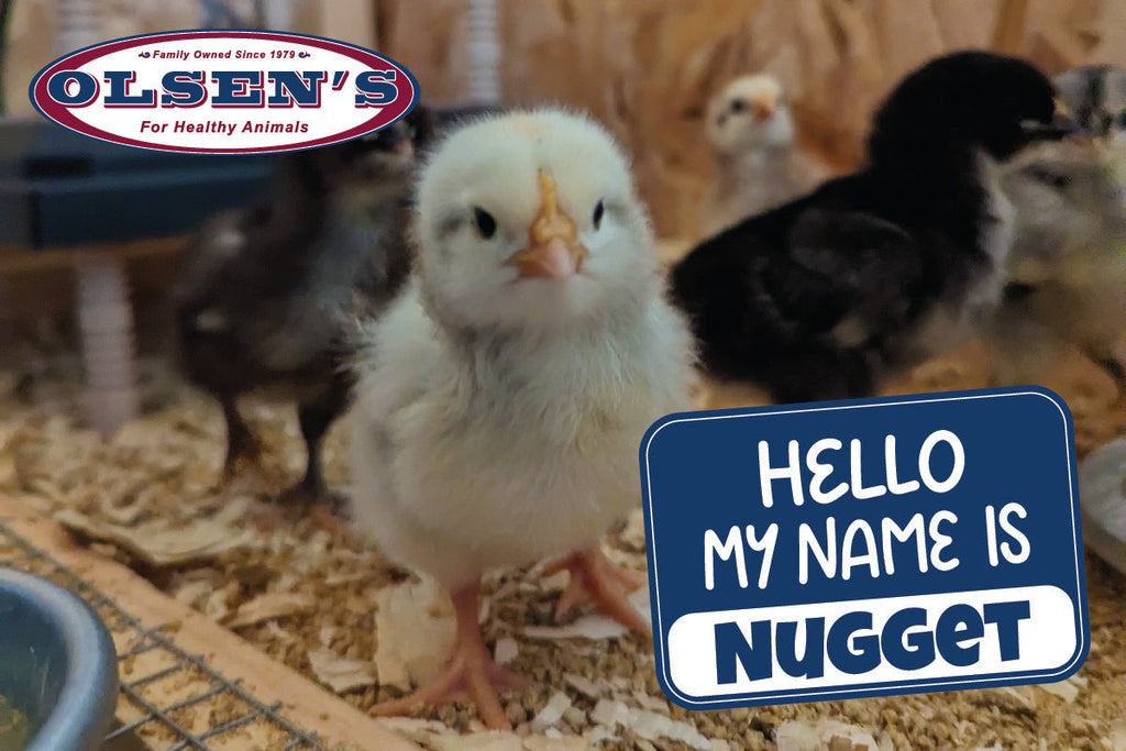 Olsen’s Guide to Raising Happy, Healthy Chicks